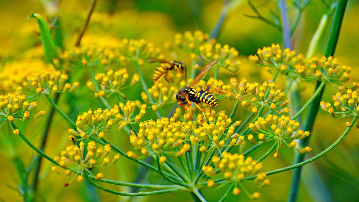 Exploring the World of Fennel: Types, Uses, and Benefits