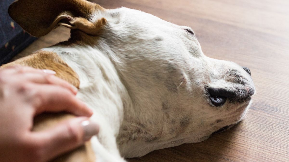 What to Do When Your Dog Dies: 7 Prompt Steps to Take