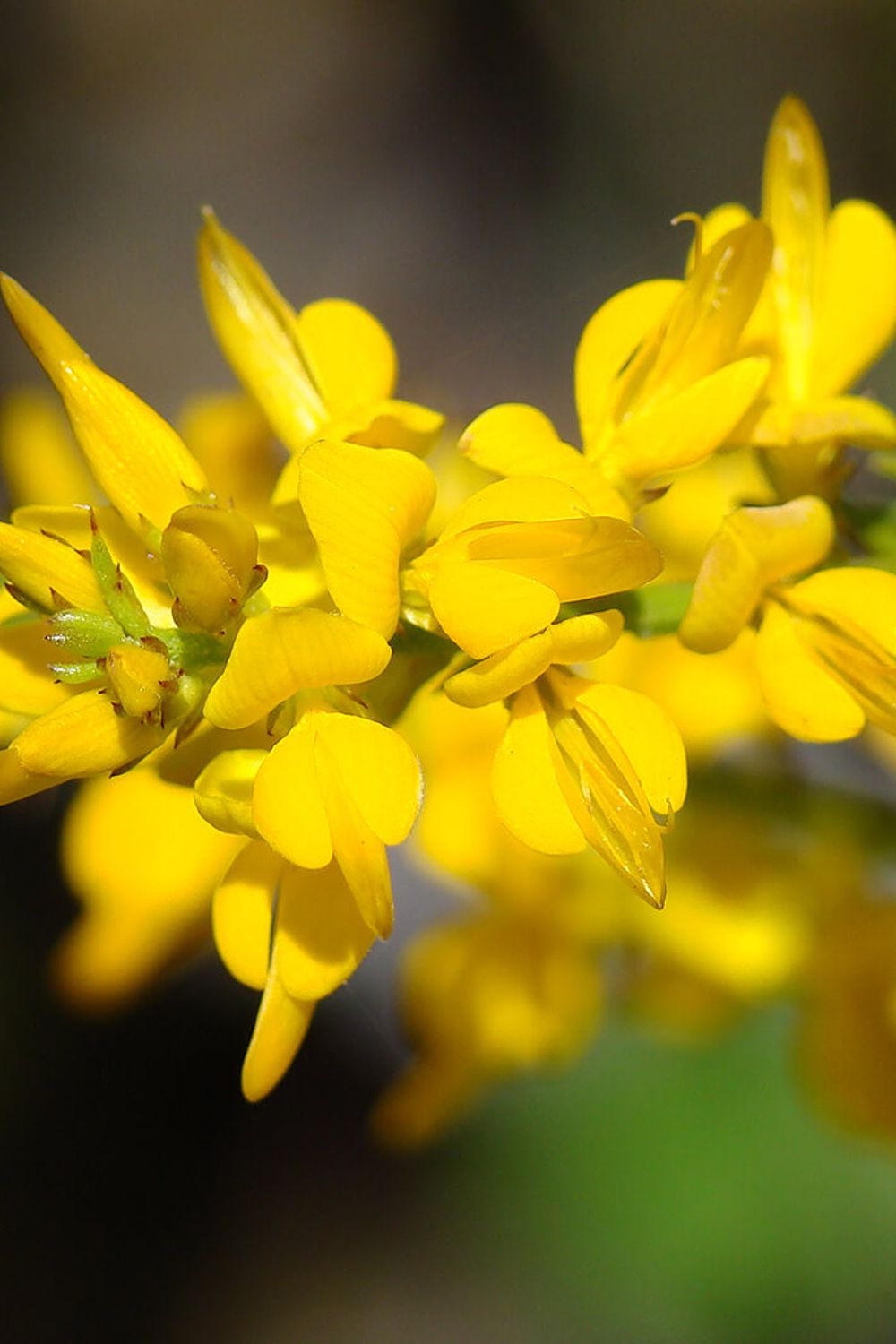 9 Rock Broom (Genista) Varieties to Add to Your Home