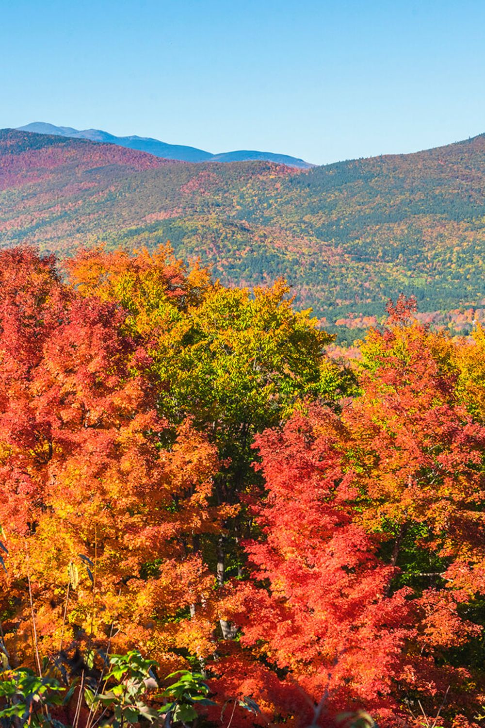 Tupelo Tree: Names, History & Growing Tips