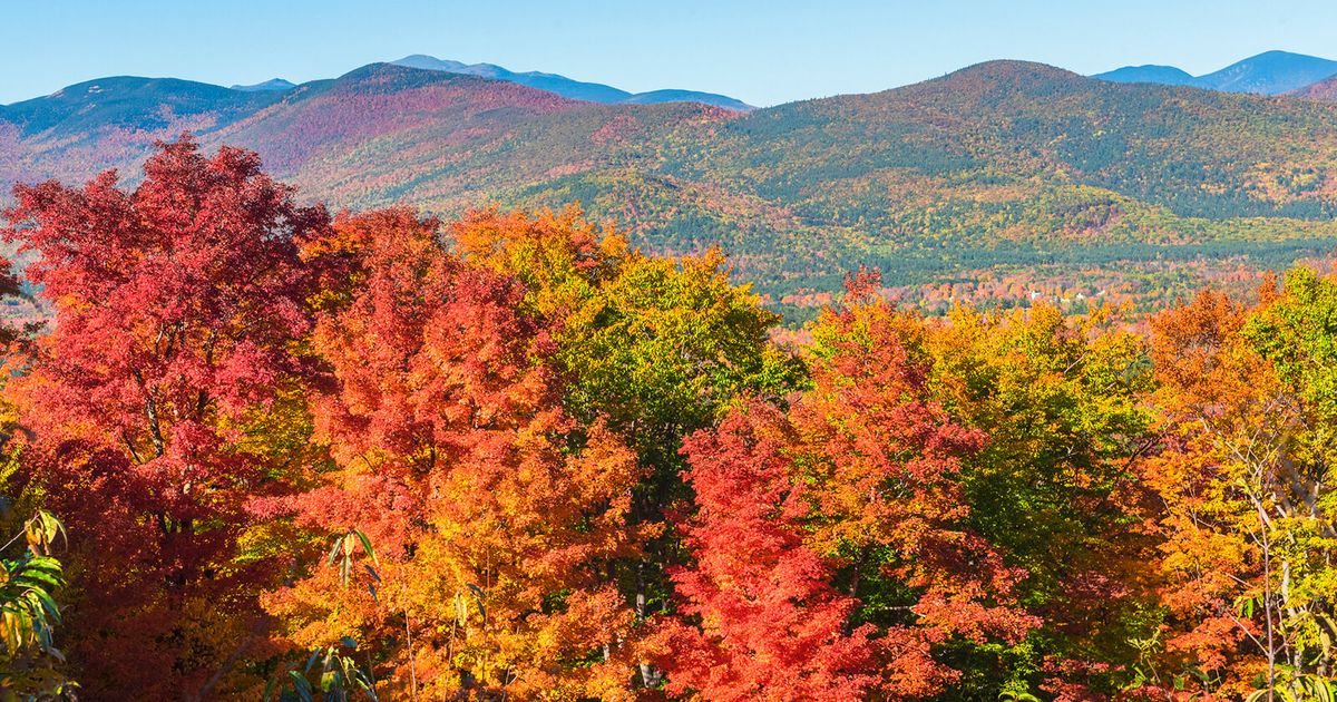 Tupelo Tree: Names, History & Growing Tips
