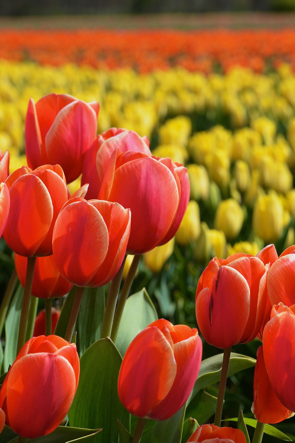 How Long Do Tulips Last? Tips to Keep Them Fresh