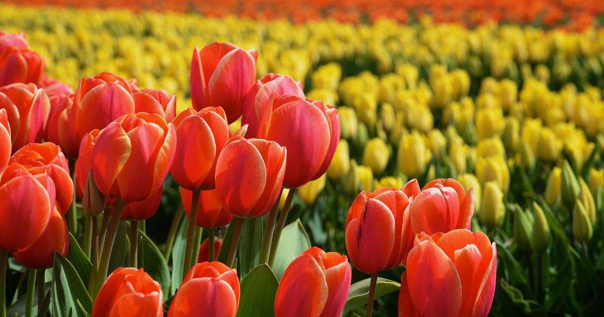 How Long Do Tulips Last? Tips to Keep Them Fresh