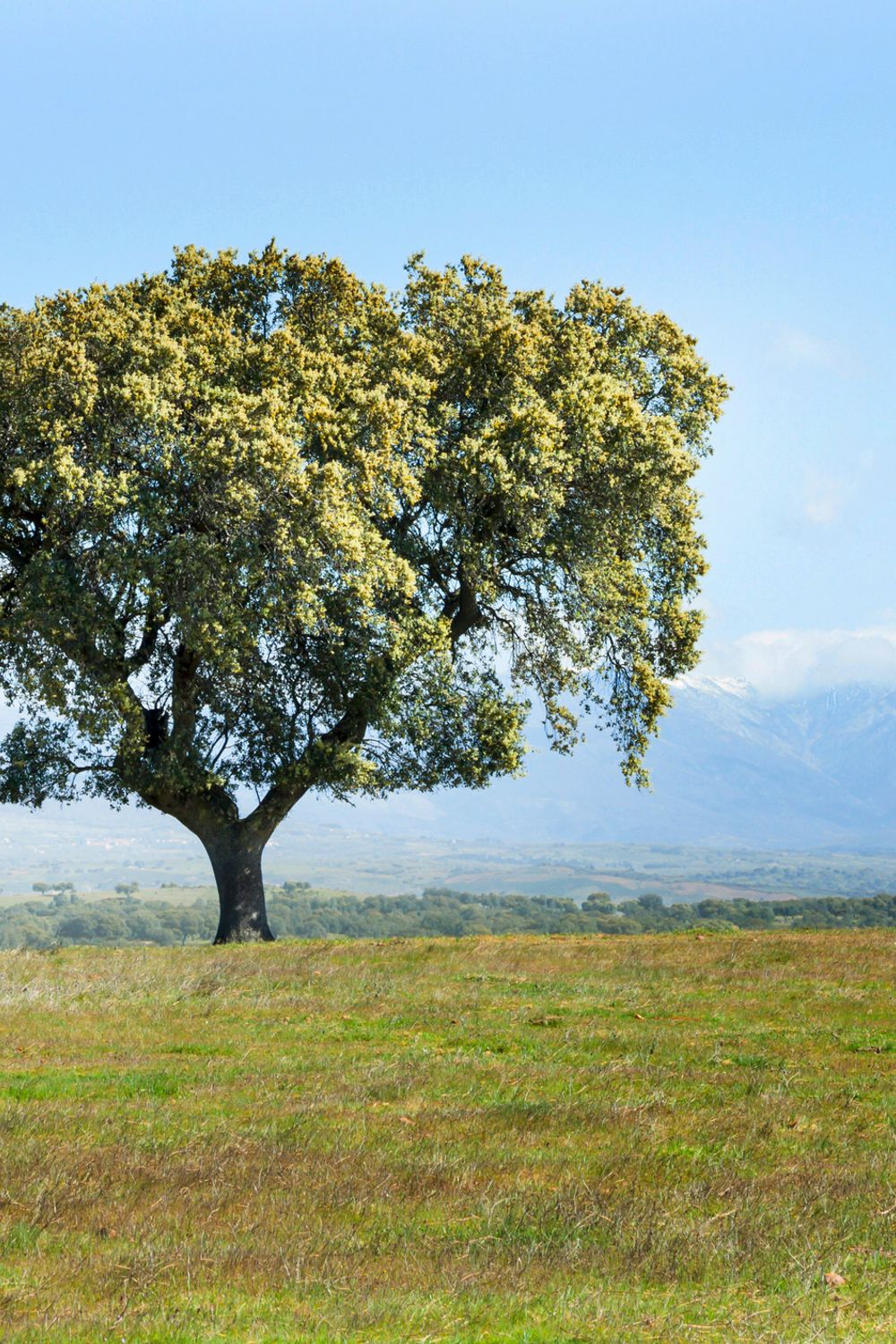 Holm Oak Trees: Complete Overview of a Gorgeous Evergreen