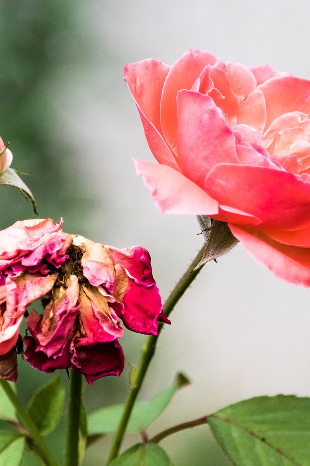 How to Deadhead Your Roses to Keep Them Blooming