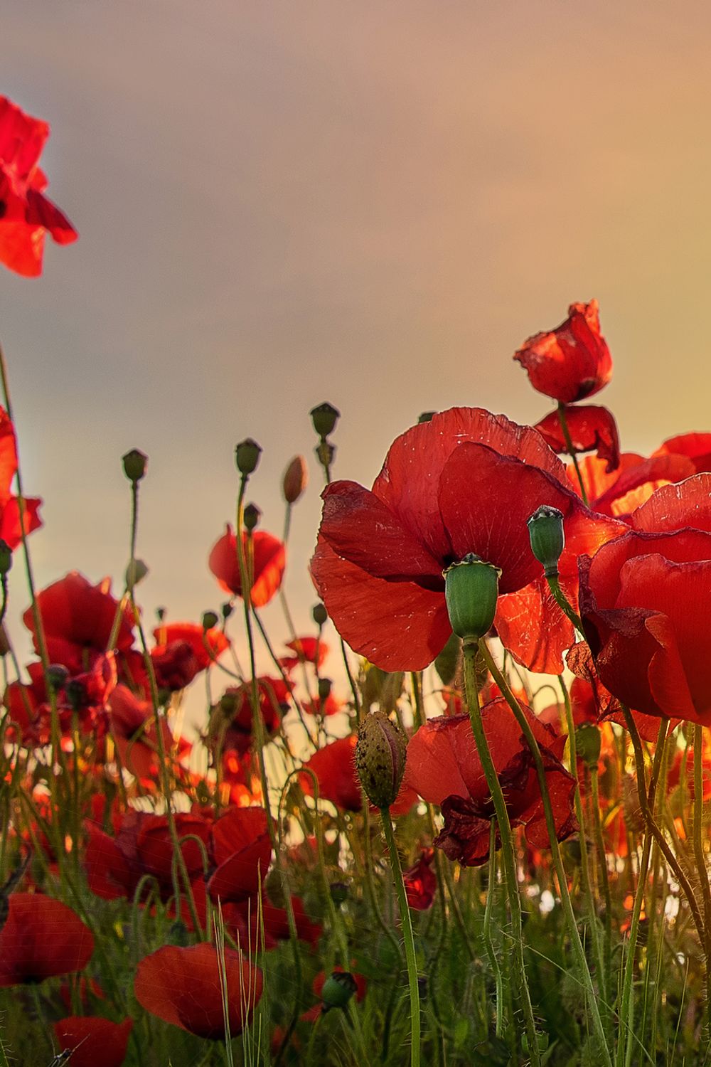Meaning and Symbolism of Different Color Poppies
