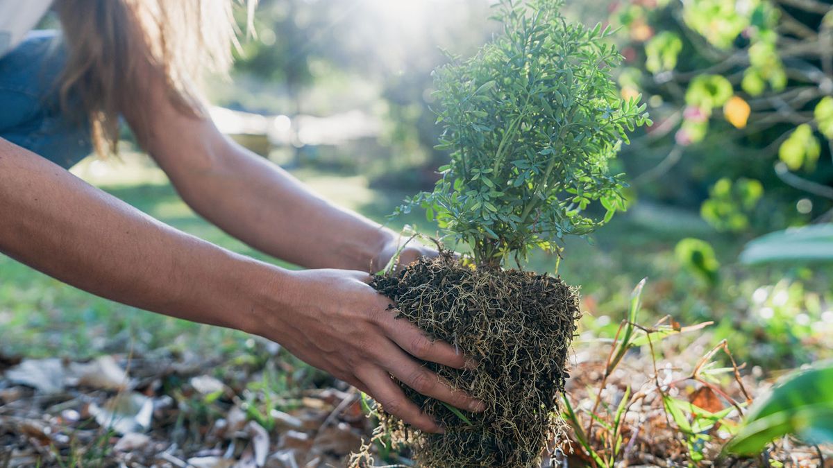 What Is the Best Time to Plant Shrubs? Tips for Every Gardener