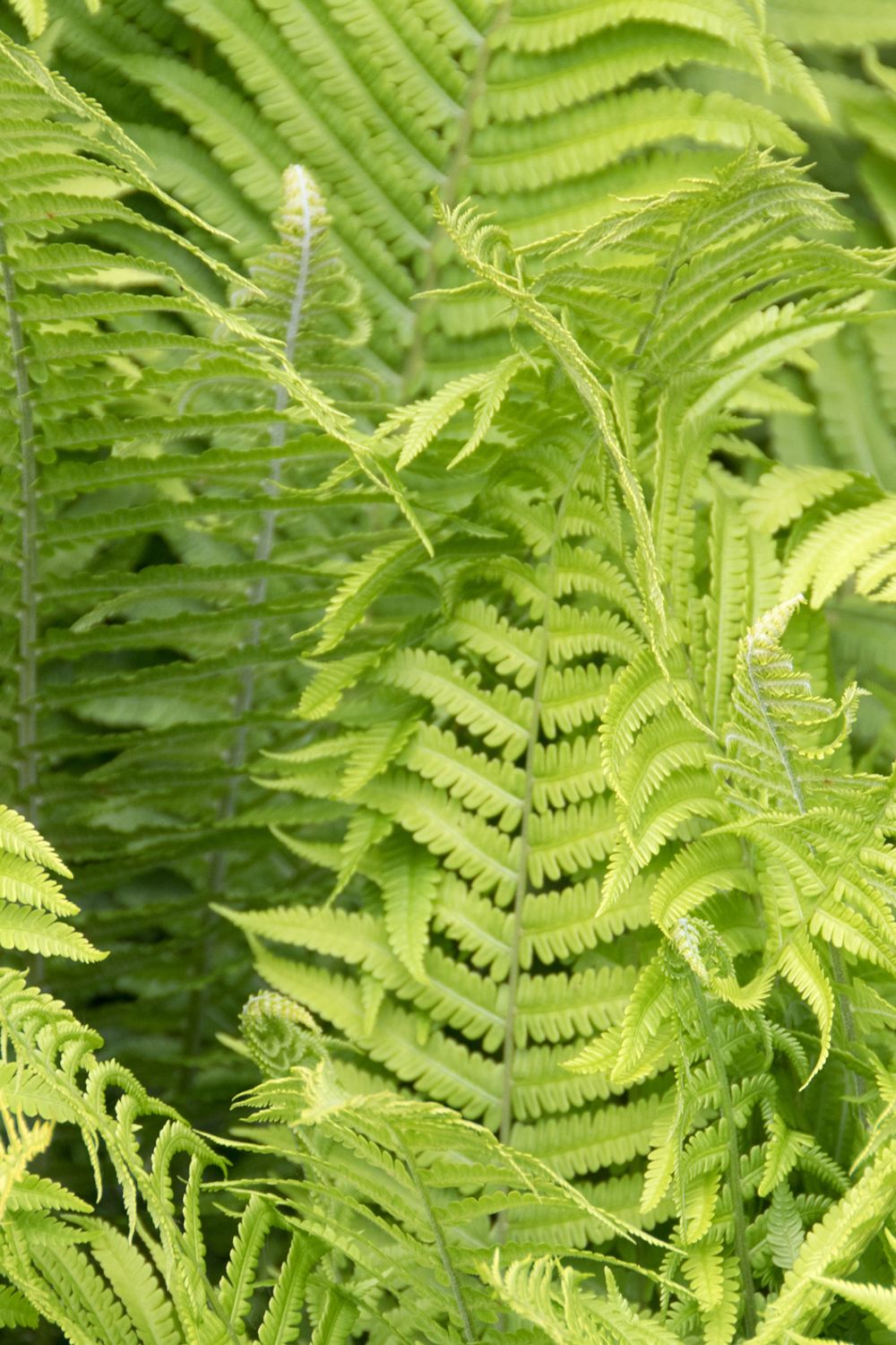 How to Grow and Care for Ostrich Ferns