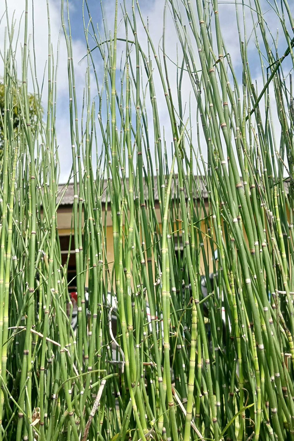 5 Simple Ways to Kill Bamboo & Keep It From Coming Back