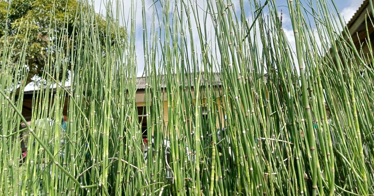 5 Simple Ways to Kill Bamboo & Keep It From Coming Back