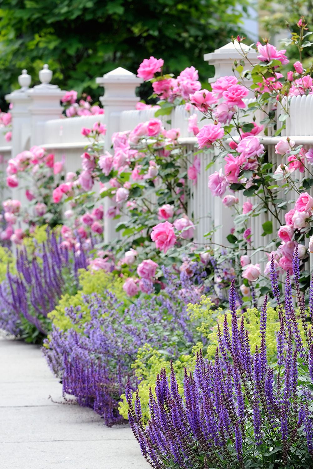 12 Pretty June Flowers That Welcome Summer